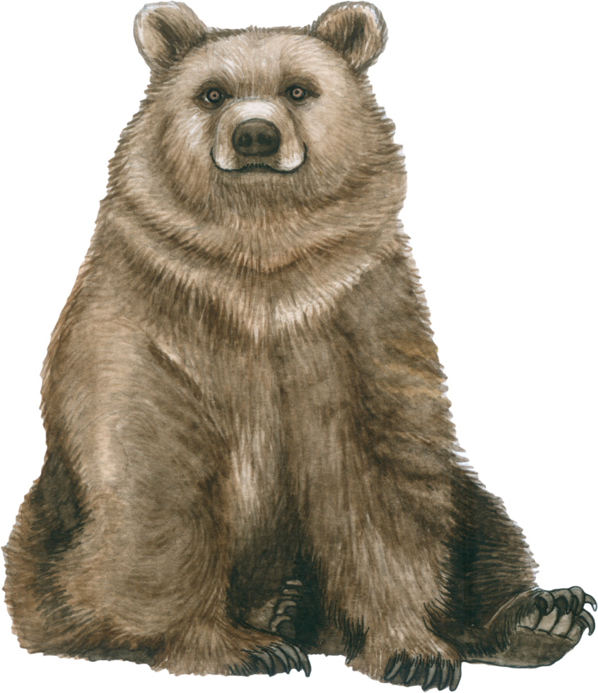 Bear watercolor animal wildlife adorable animal 38341197 PNG