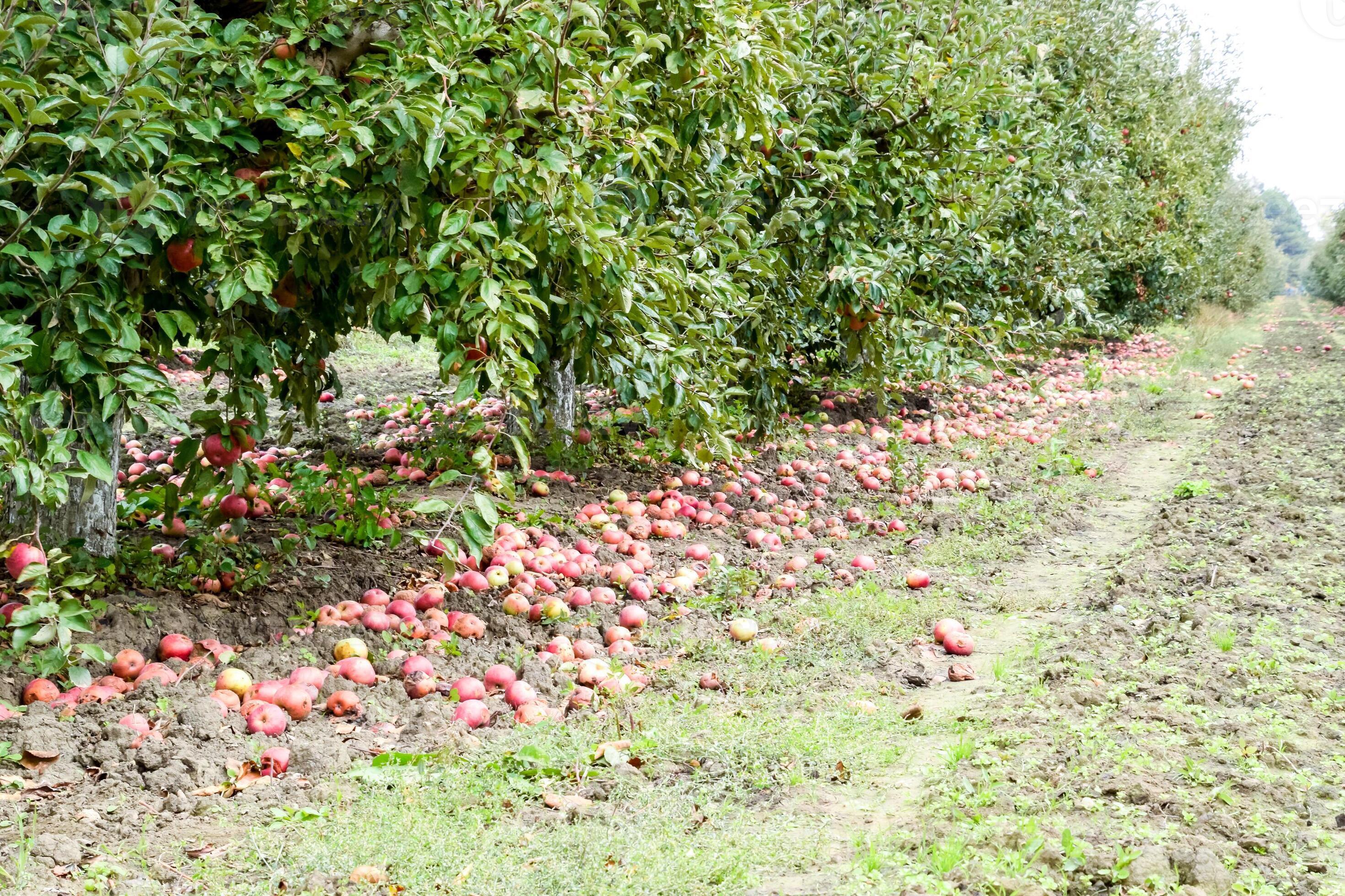 Apple orchard. Rows of trees and the fruit of the ground under the ...
