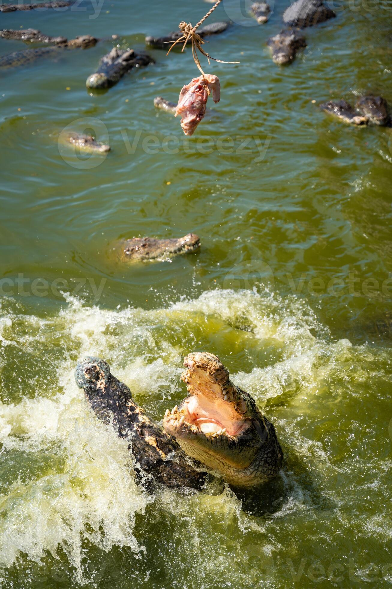 Crocodile feeding or fishing in Crocodile farm in Pattaya, Thailand ...