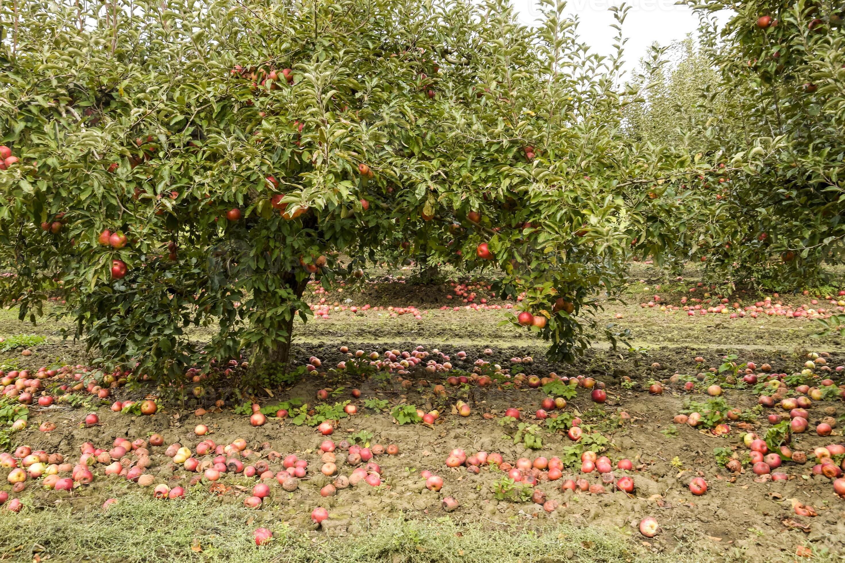 Apple orchard. Rows of trees and the fruit of the ground under t ...