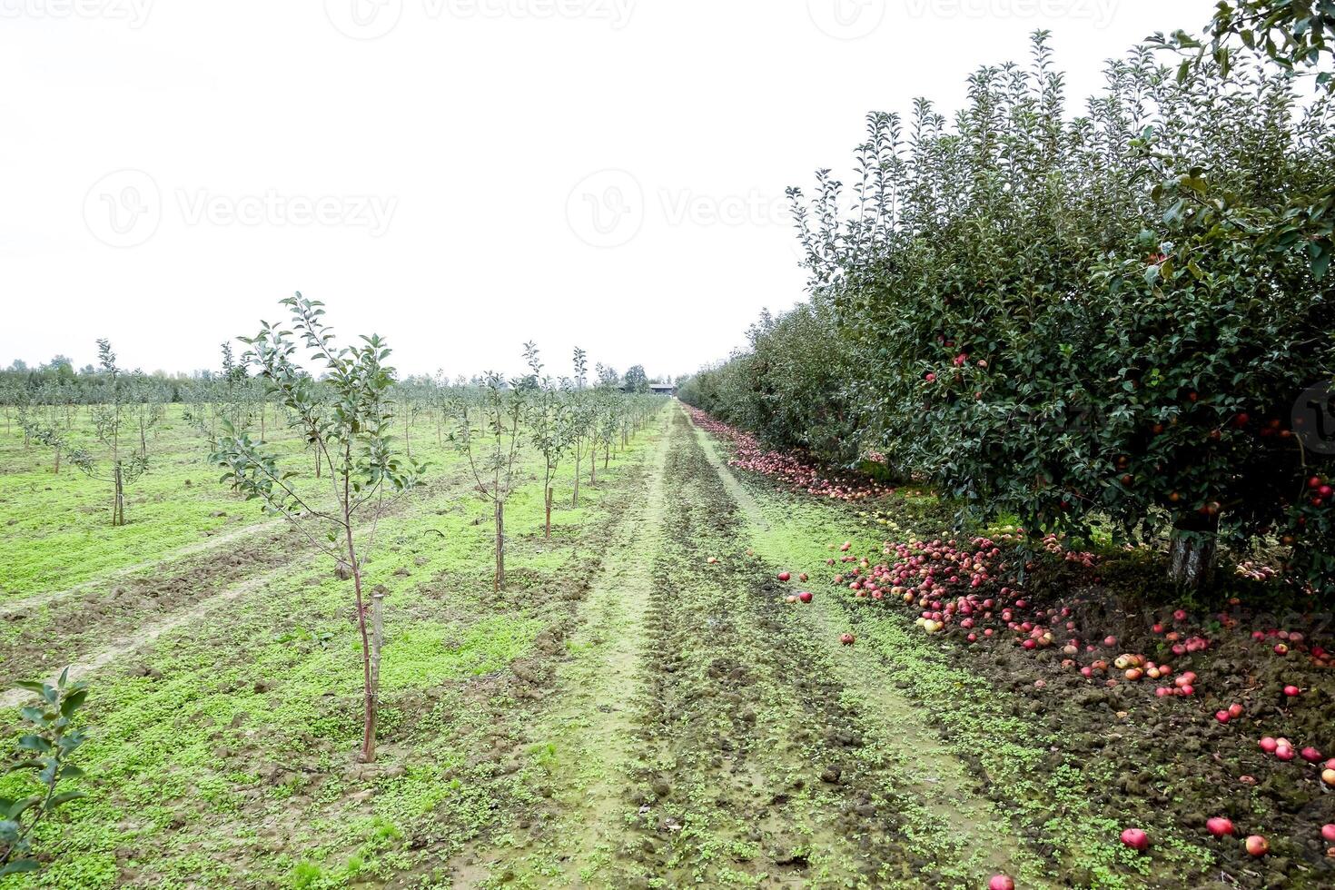 Apple orchard. Rows of trees and the fruit of the ground under the ...