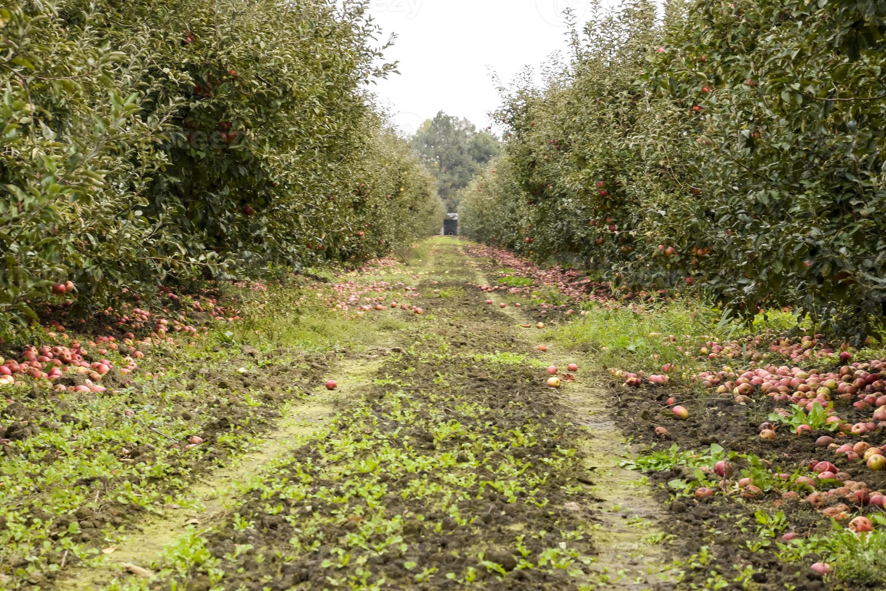 Apple orchard. Rows of trees and the fruit of the ground under t ...