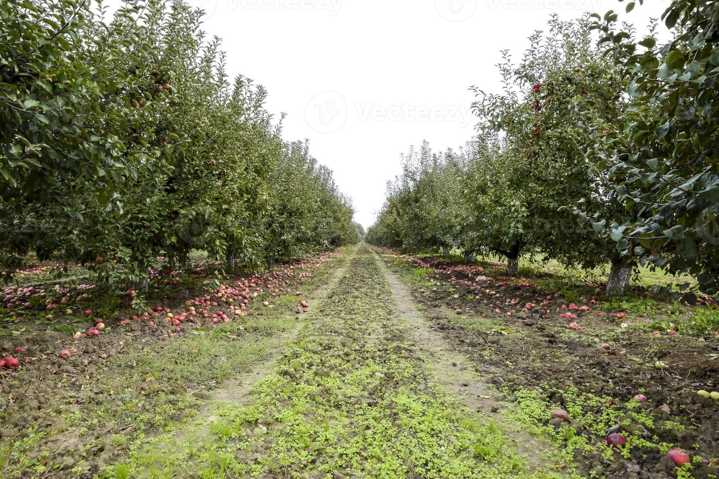 Apple orchard. Rows of trees and the fruit of the ground under t ...