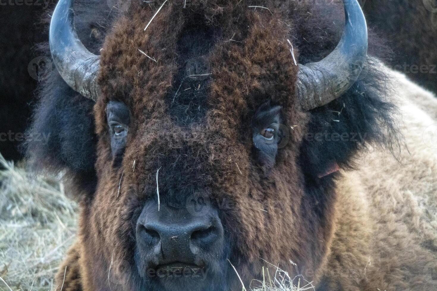 Close Up Bison 38887889 Stock Photo at Vecteezy Close Up Bison 38887889 Stock Photo at Vecteezy