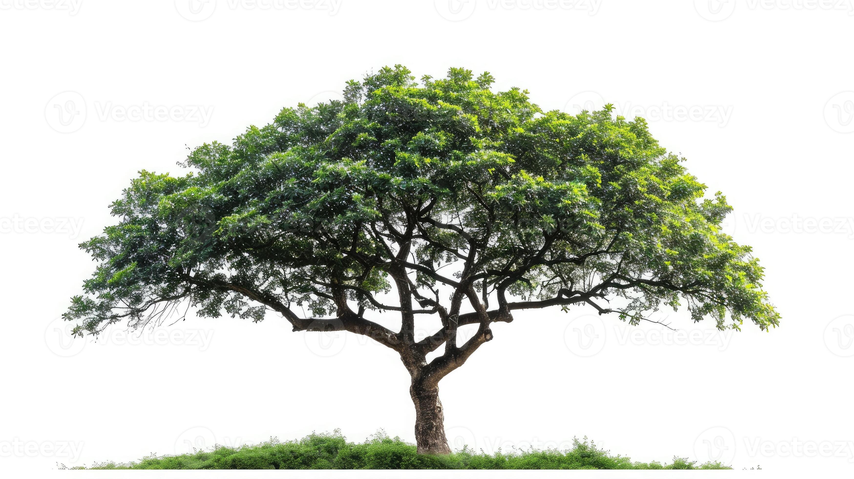 AI generated big tree isolate on white background 38973308 Stock Photo ...