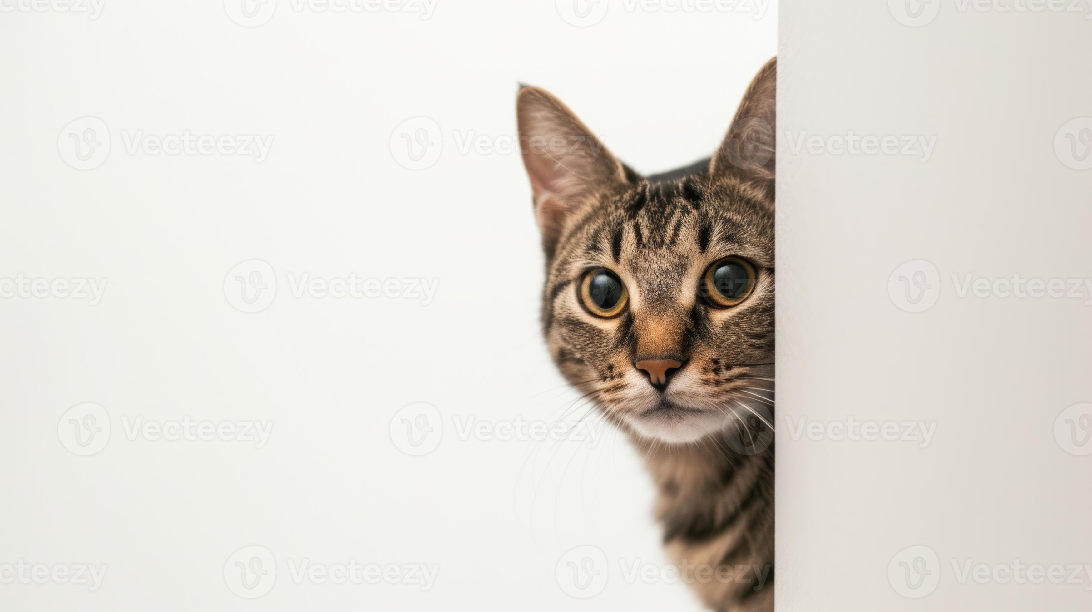 AI generated Savannah cat peeking around corner 2 39000194 Stock Photo at Vecteezy