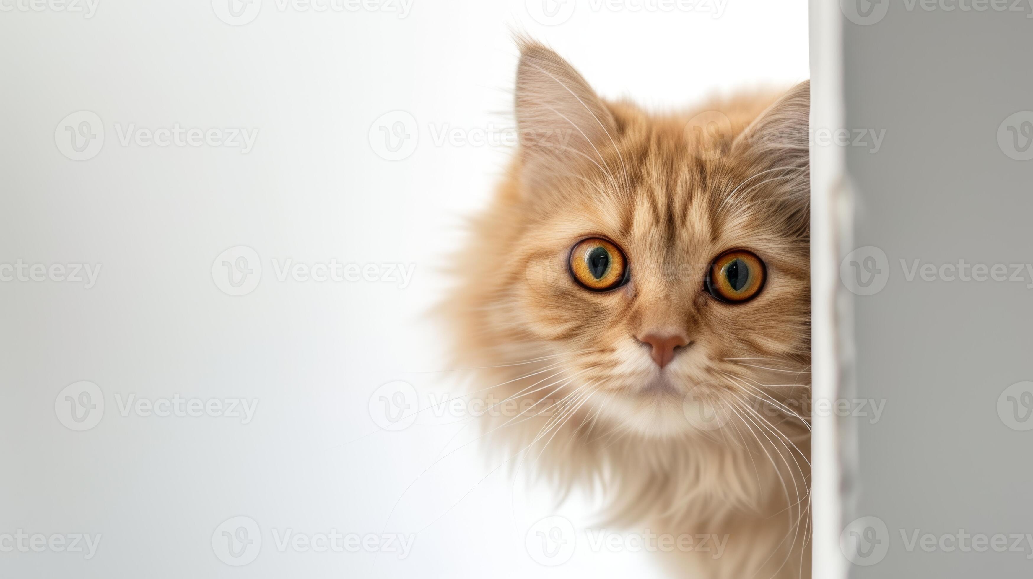 AI generated Persian Cat peeking around corner 39000218 Stock Photo at Vecteezy