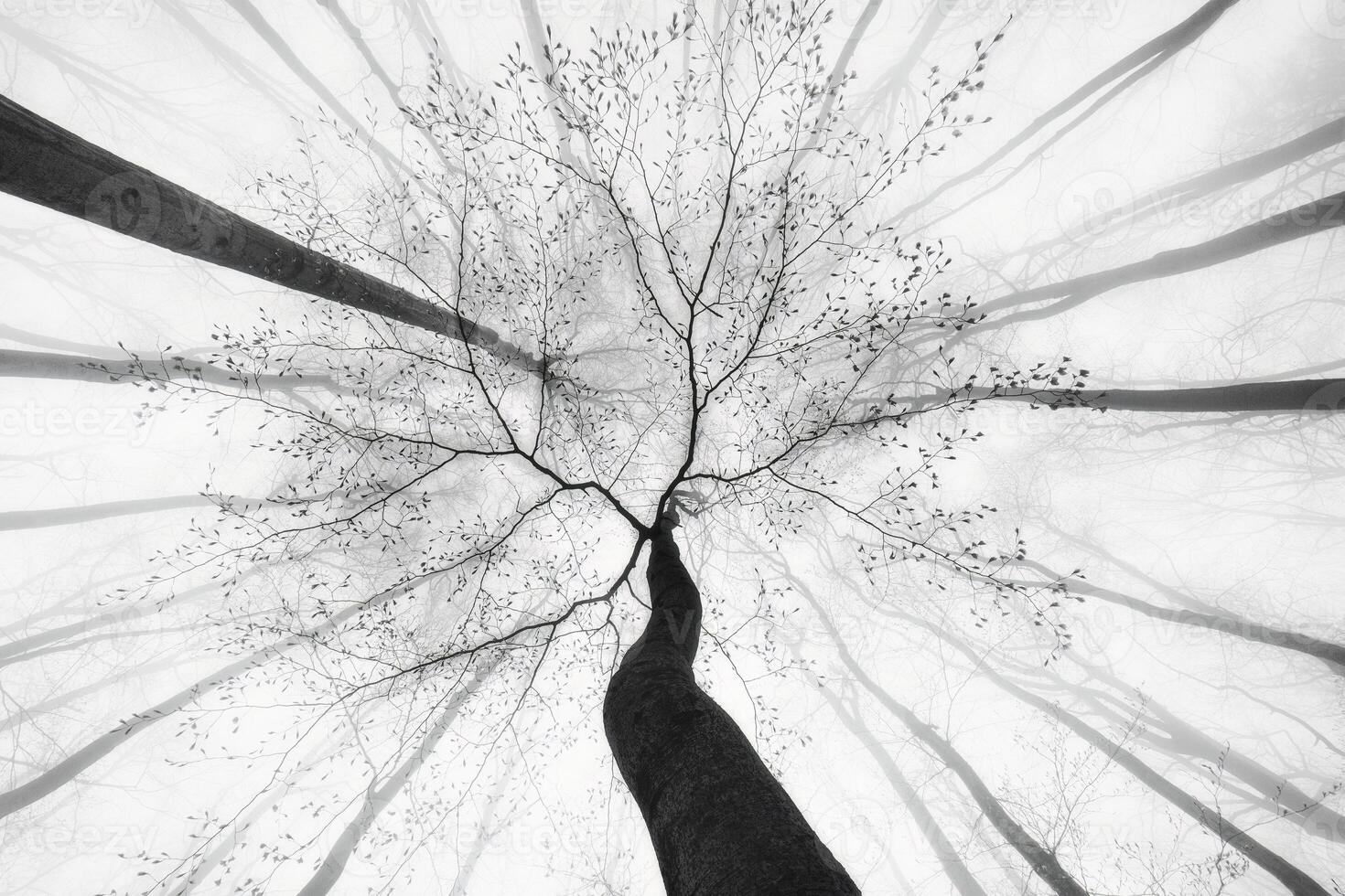Abstract Tree Stock Photos, Images and Backgrounds for Free Download