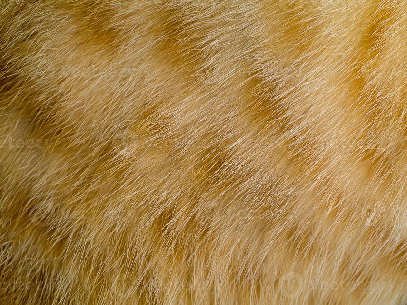 Cat Texture Stock Photos, Images and Backgrounds for Free Download