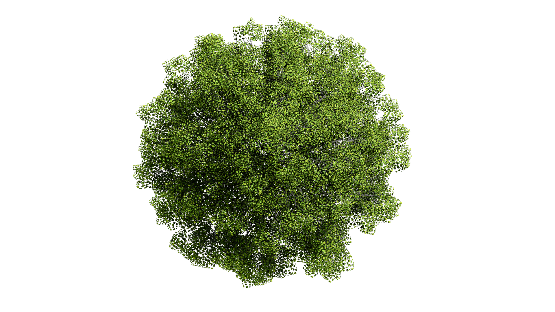 3D Top view Green Trees Isolated on PNGs transparent background , Use for visualization in ...