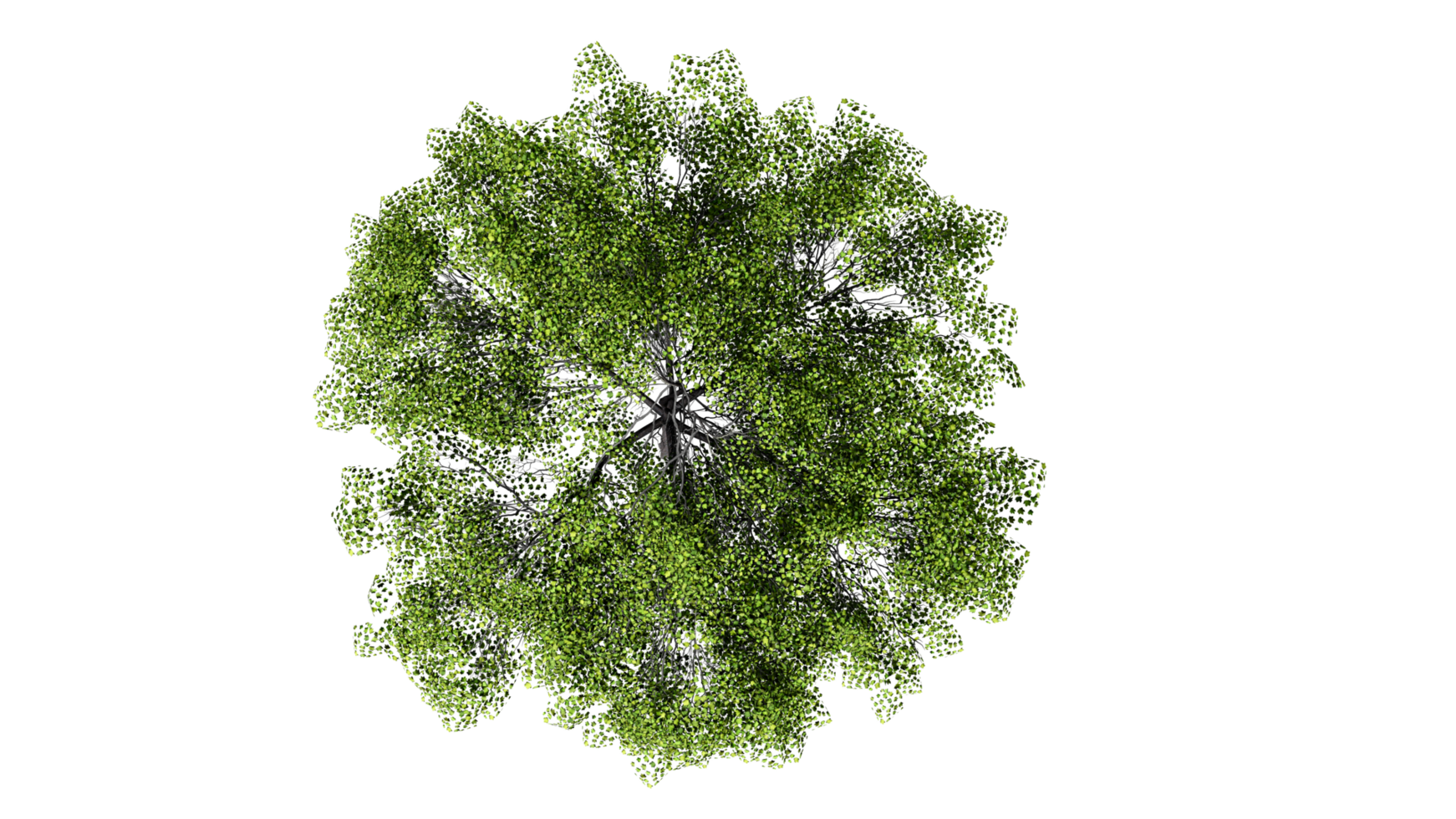 3D Top view Green Trees Isolated on PNGs transparent background , Use ...