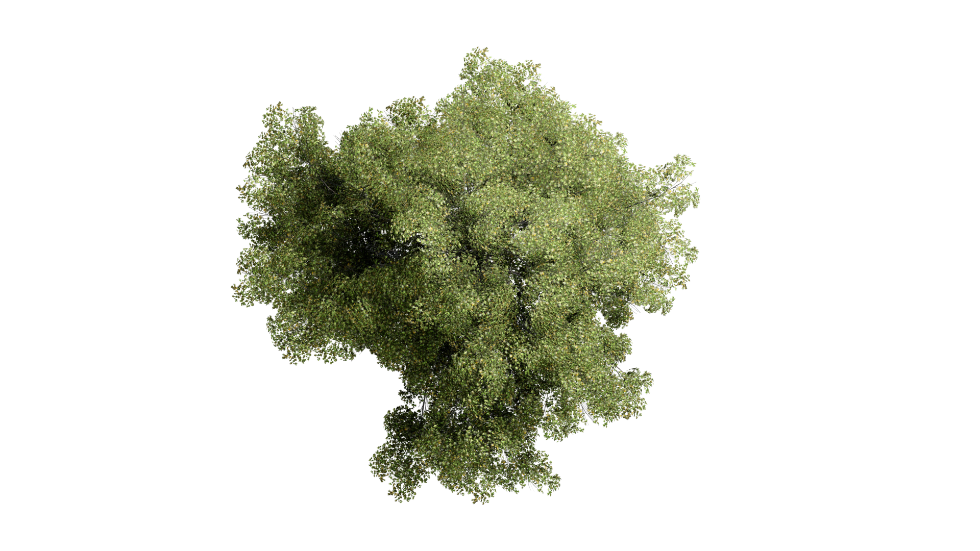 3D Top view Green Trees Isolated on PNGs transparent background , Use for visualization in ...