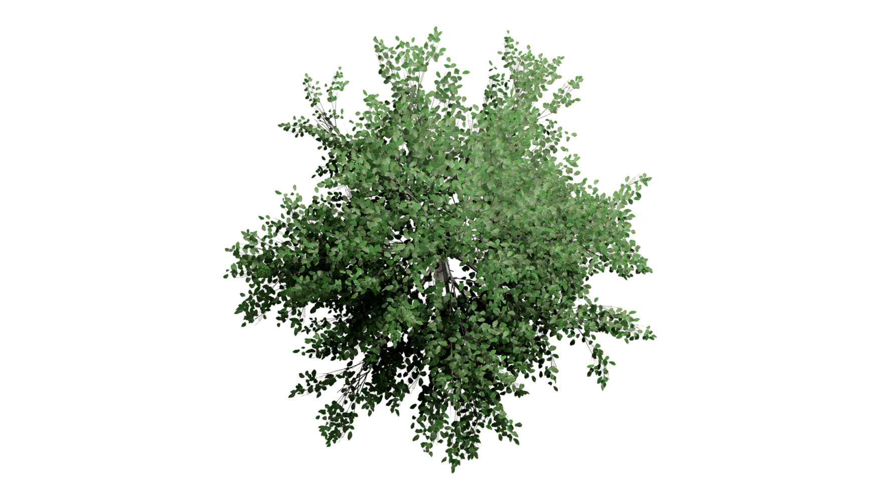 3D Top view Green Trees Isolated on PNGs transparent background , Use for visualization in ...