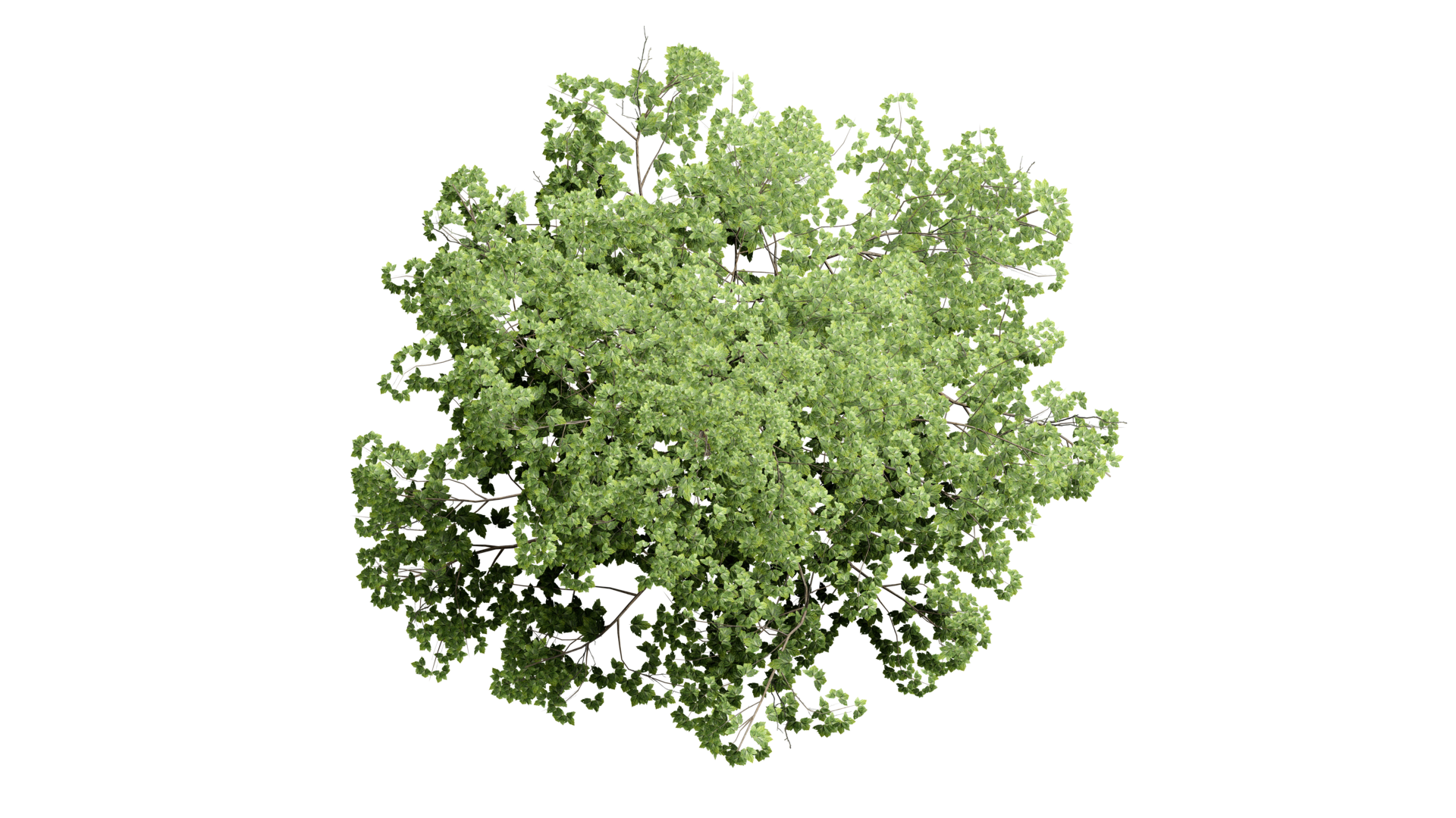 3D Top view Green Trees Isolated on PNGs transparent background , Use for visualization in ...