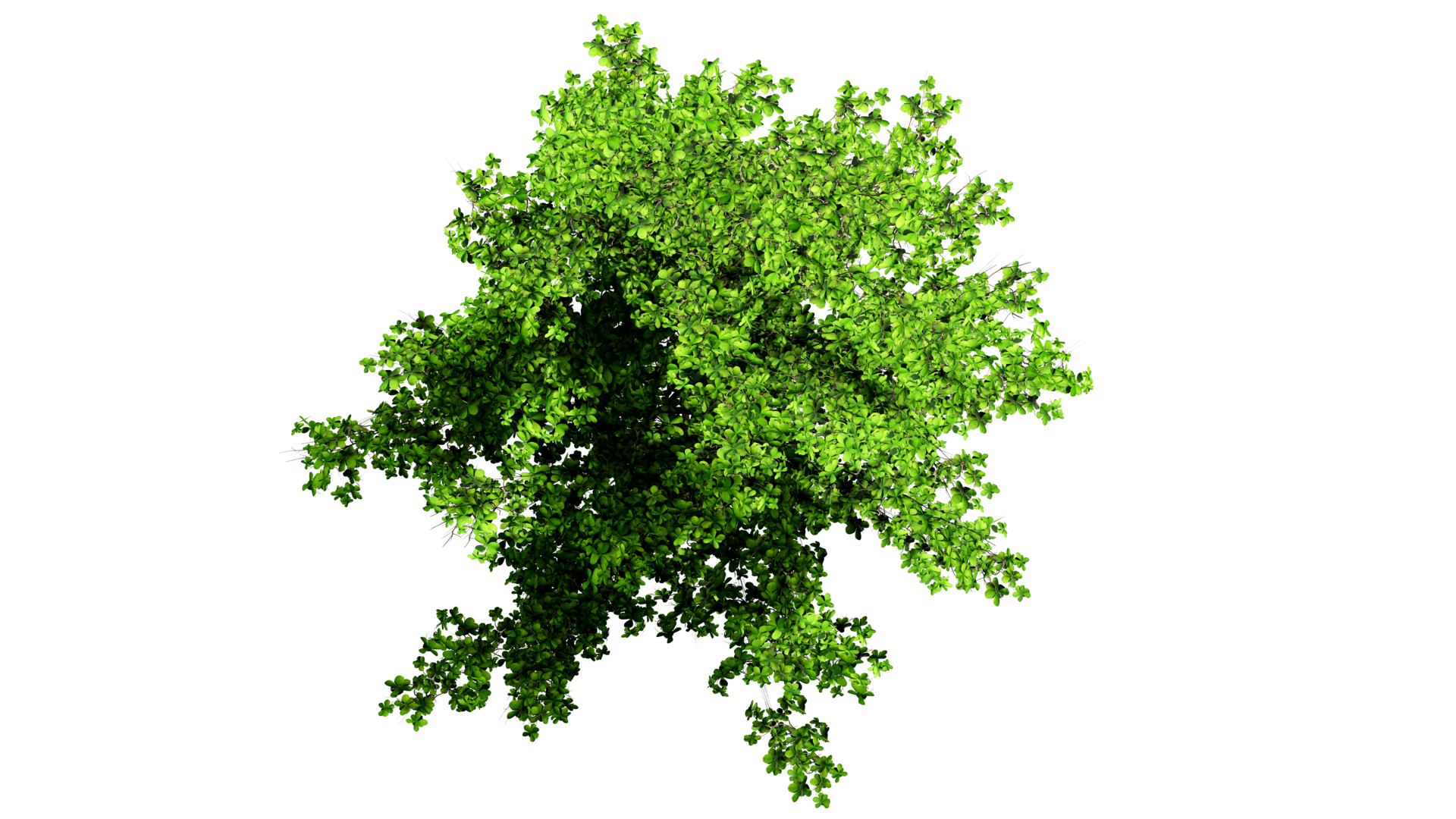 3D Top view Green Trees Isolated on PNGs transparent background , Use for visualization in ...