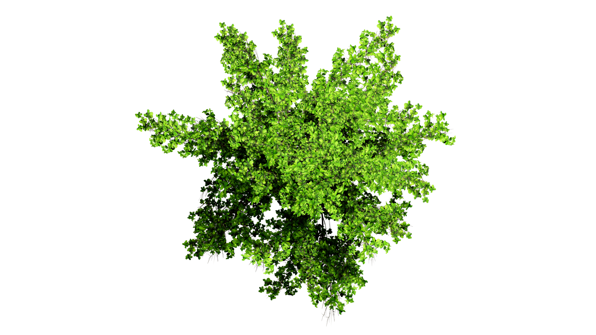 3D Top view Green Trees Isolated on PNGs transparent background , Use for visualization in ...