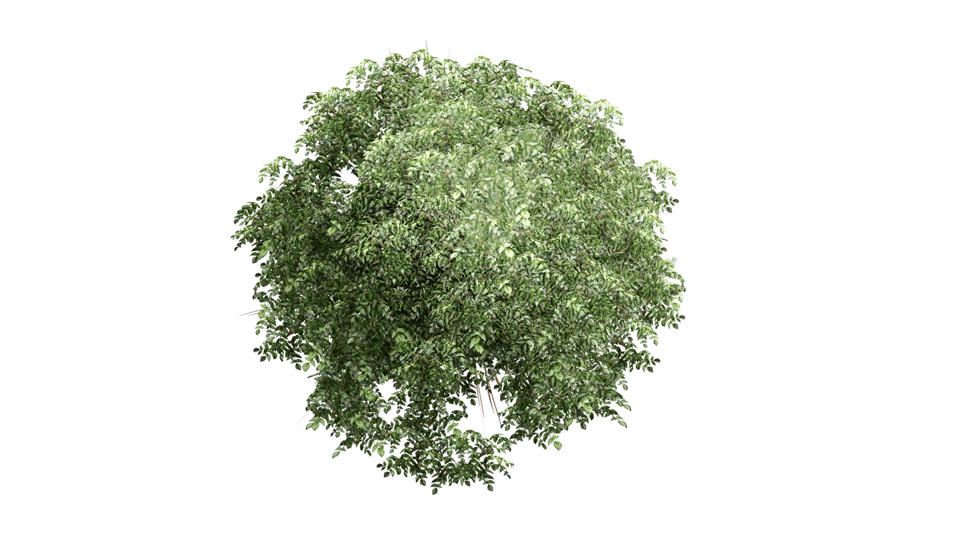 3D Top view Green Trees Isolated on PNGs transparent background , Use for visualization in ...
