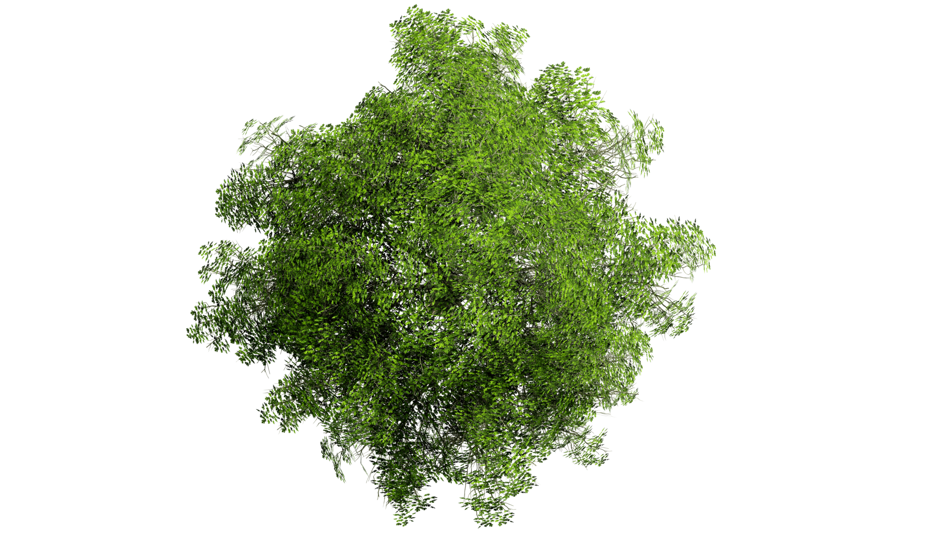 3D Top view Green Trees Isolated on PNGs transparent background , Use for visualization in ...