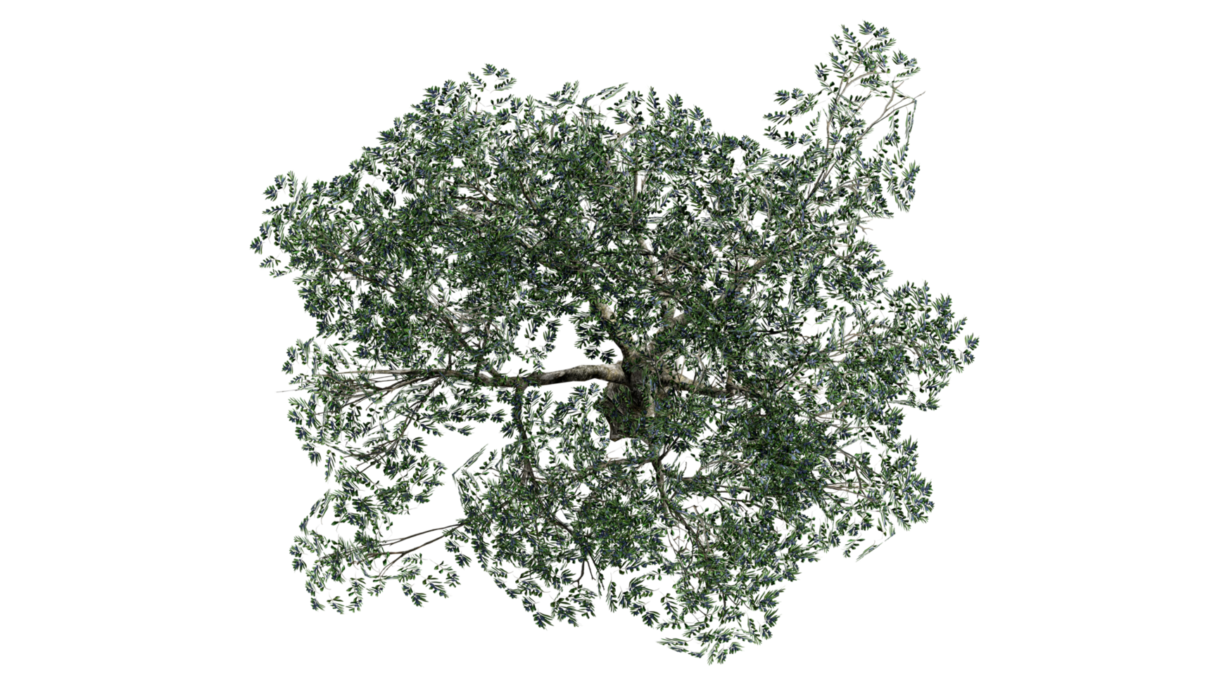 3D Top view Green Trees Isolated on PNGs transparent background , Use for visualization in ...