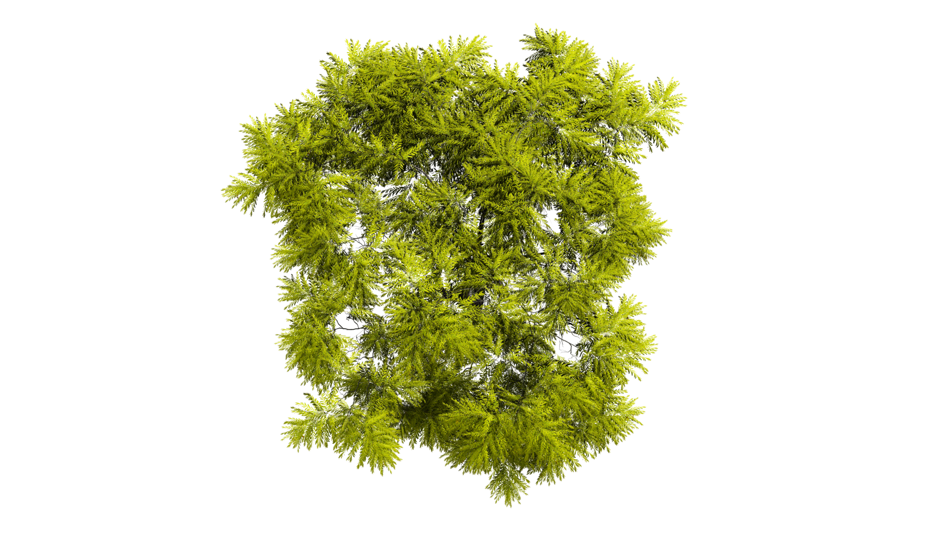 3D Top view Green Trees Isolated on PNGs transparent background , Use for visualization in ...