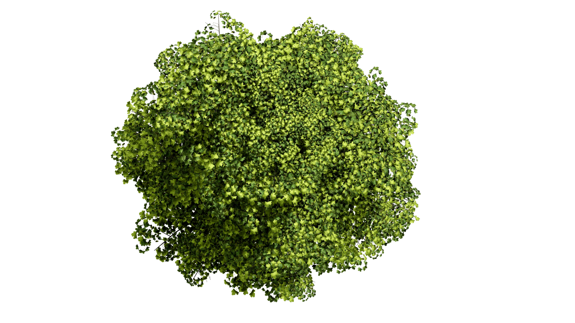 3D Top view Green Trees Isolated on PNGs transparent background , Use ...
