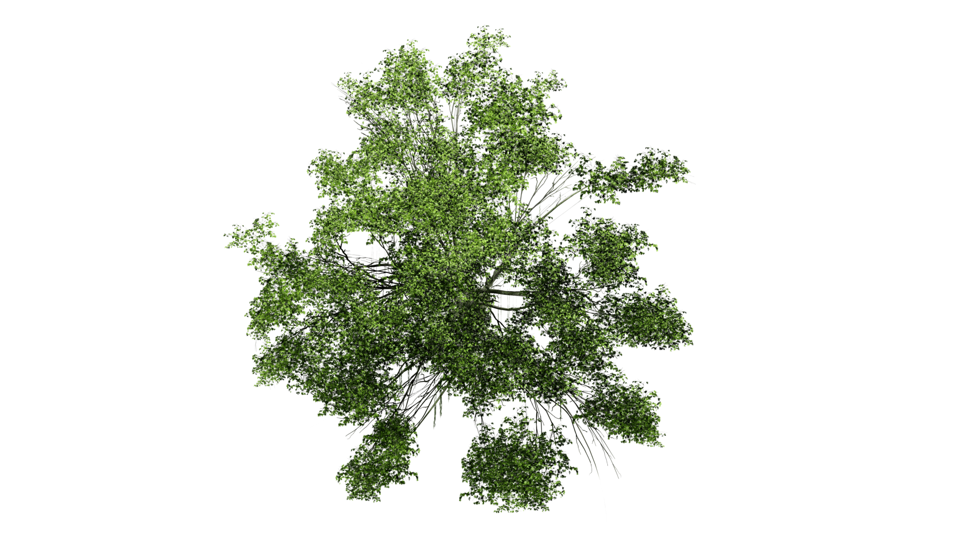 3D Top view Green Trees Isolated on PNGs transparent background , Use for visualization in ...