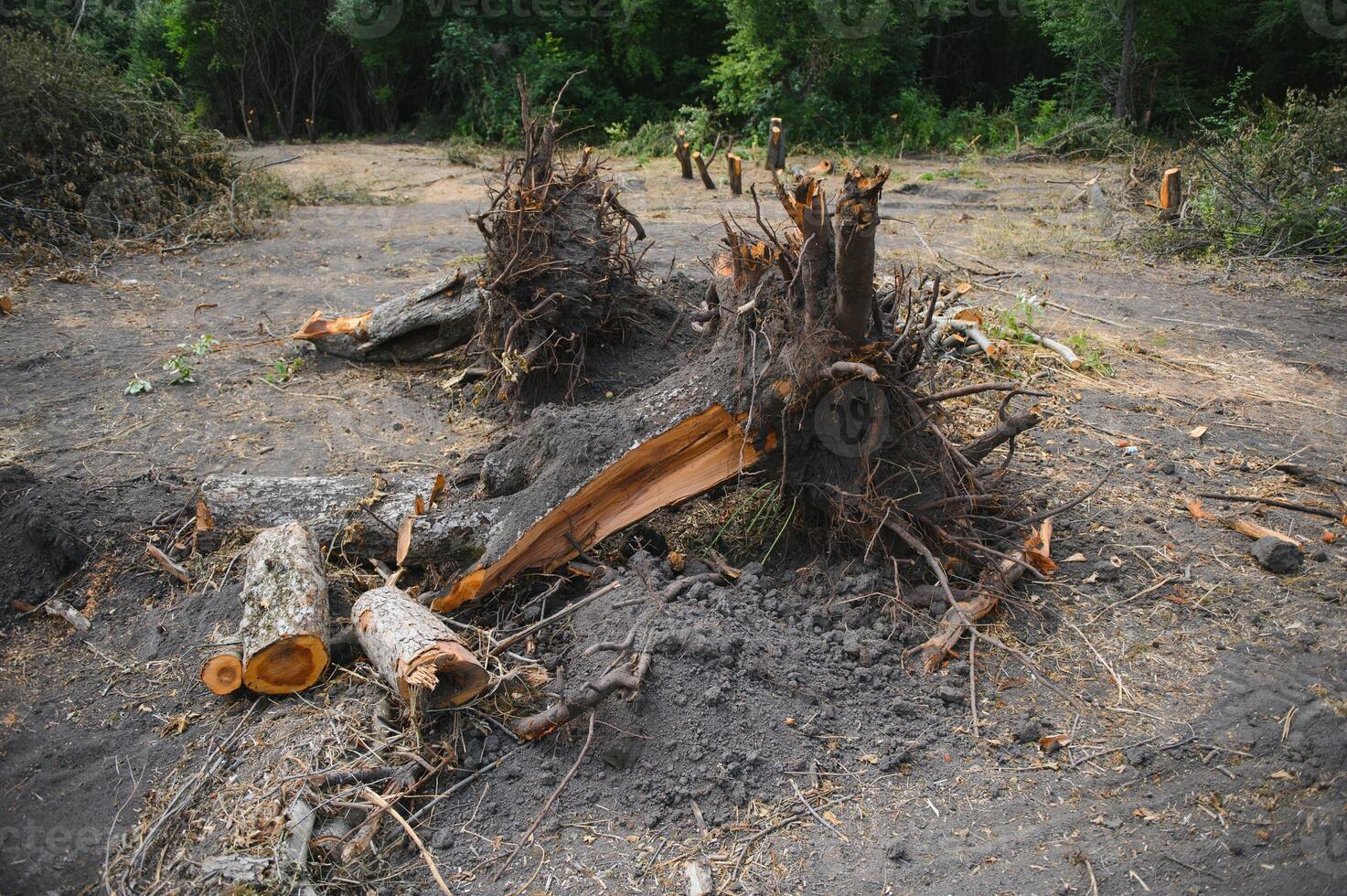 Deforestation concept. Stump of tree after cutting forest. 39337004 ... Deforestation concept. Stump of tree after cutting forest. 39337004 ...