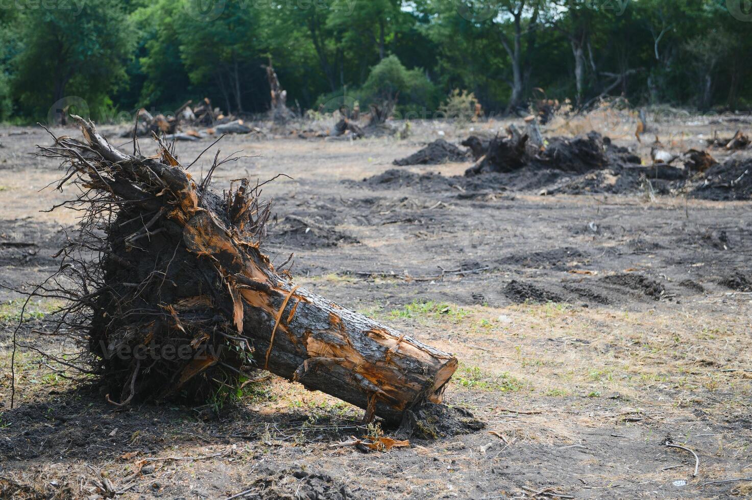 Deforestation concept. Stump of tree after cutting forest. 39358363 ... Deforestation concept. Stump of tree after cutting forest. 39358363 ...