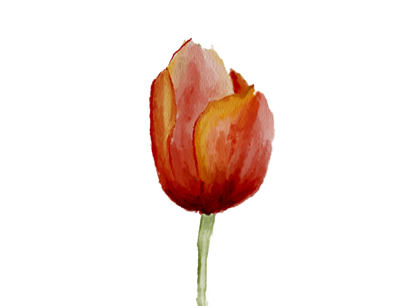 Watercolor tulip flower 39667167 PNG
