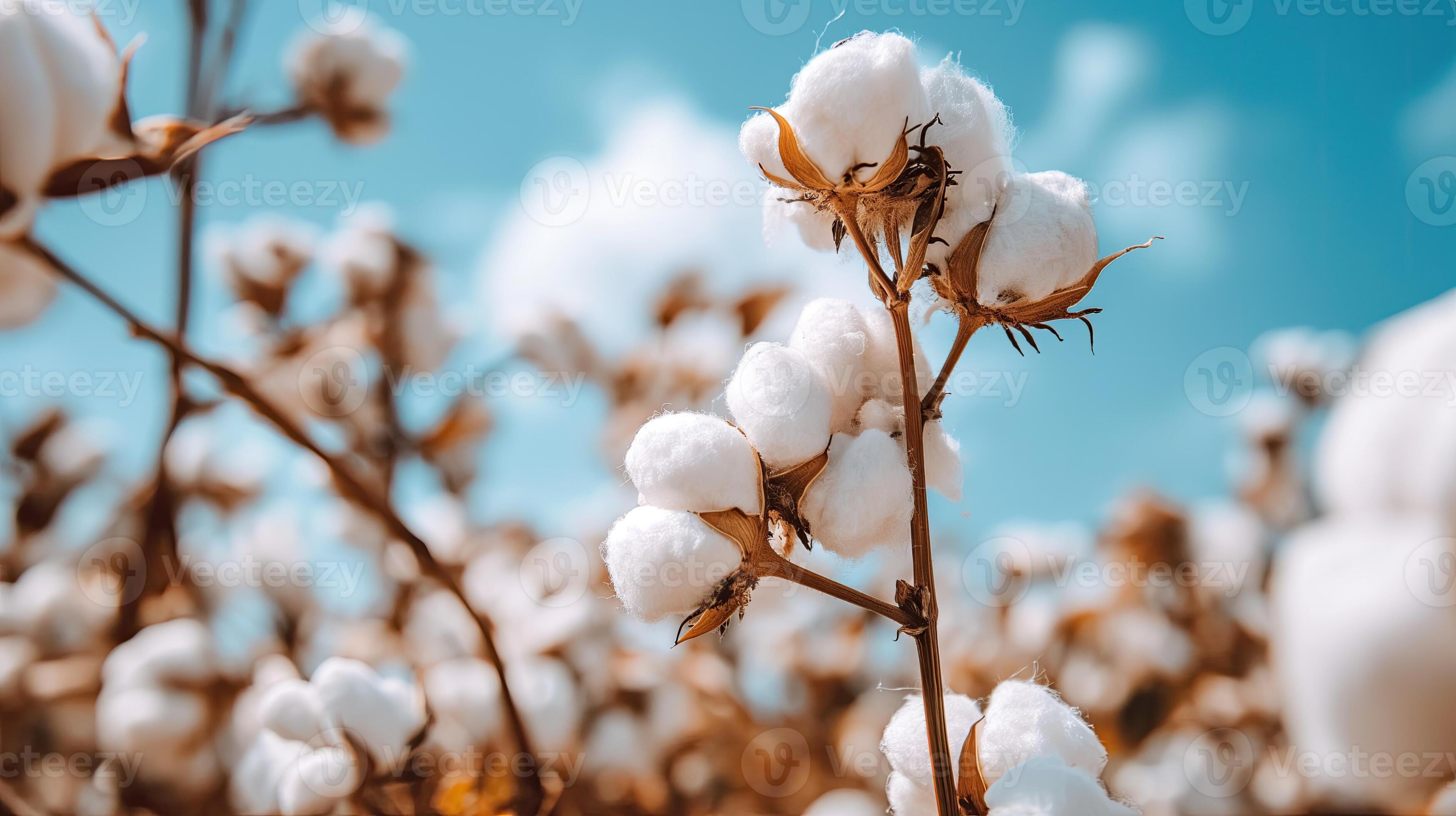 AI generated Wallpaper Cotton plantations. Cotton background. Gentle colors. Realism. Horizontal ...