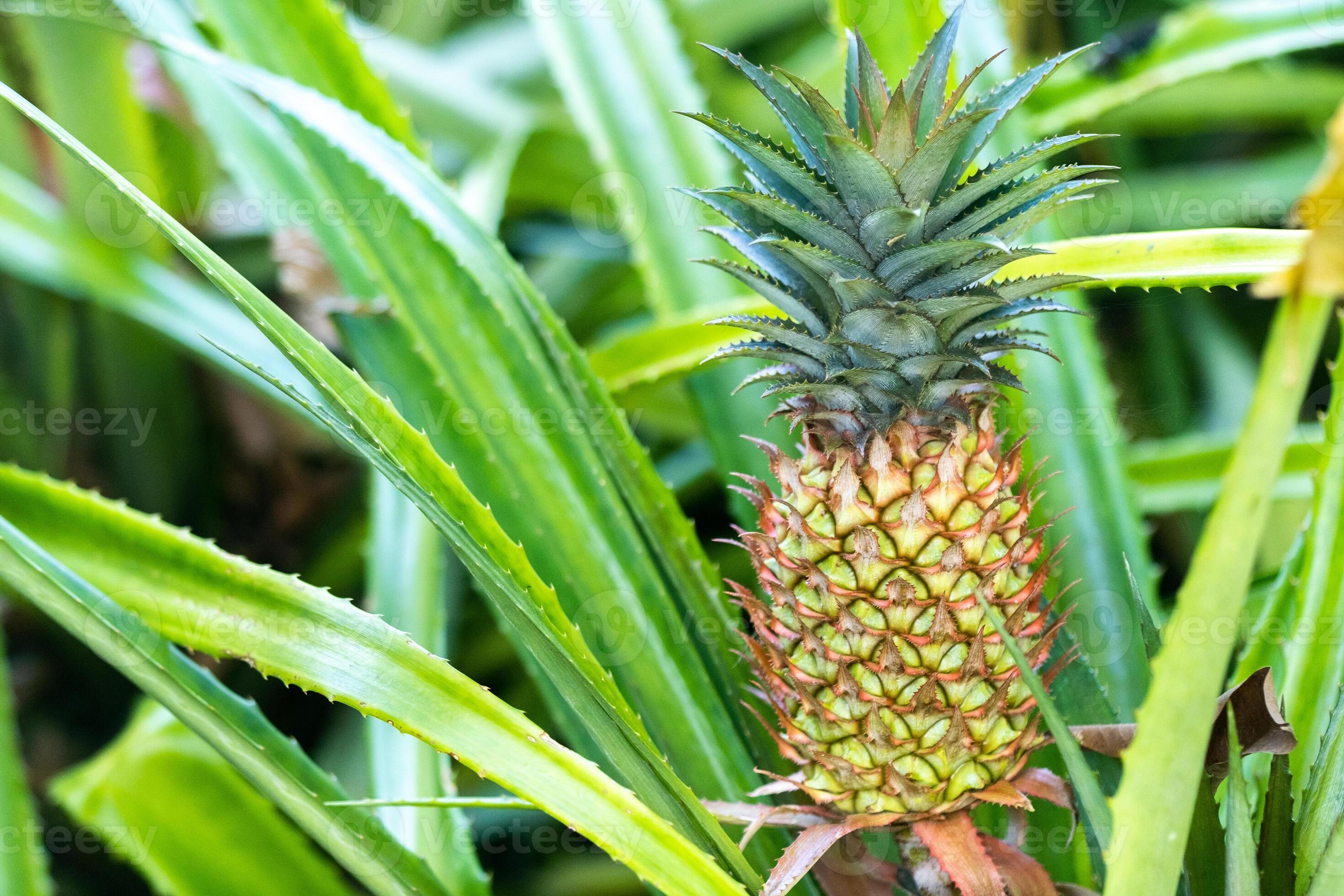 The pineapple on the clump has pink eyes. Pineapple trees grow tropical ...