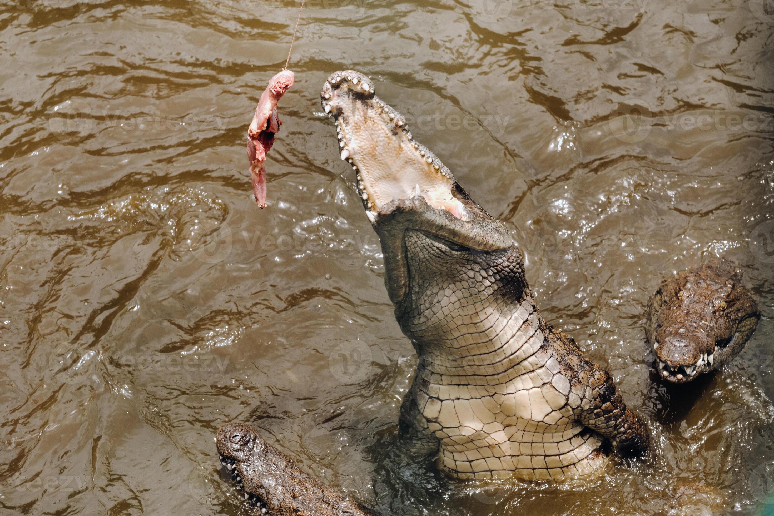 Crocodile catches a piece of meat. La Vanilla Nature Park.Crocodiles ...
