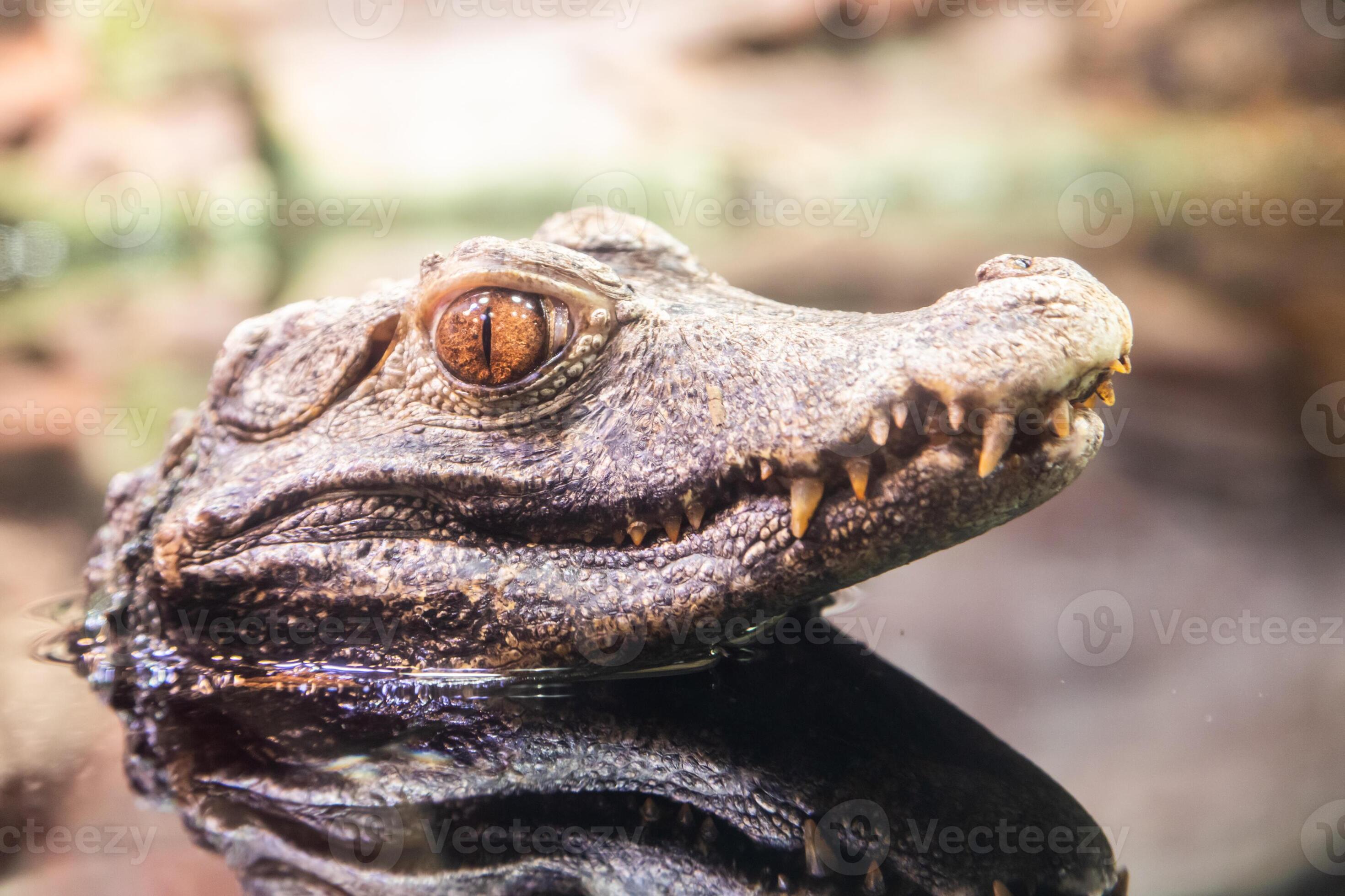 Cuvier Caiman, Paleosuchus palpebrosus. Reptile predator, tropical ...