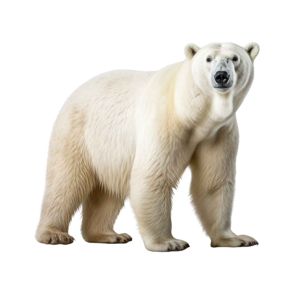 AI generated Polar bear clip art 40193241 PNG