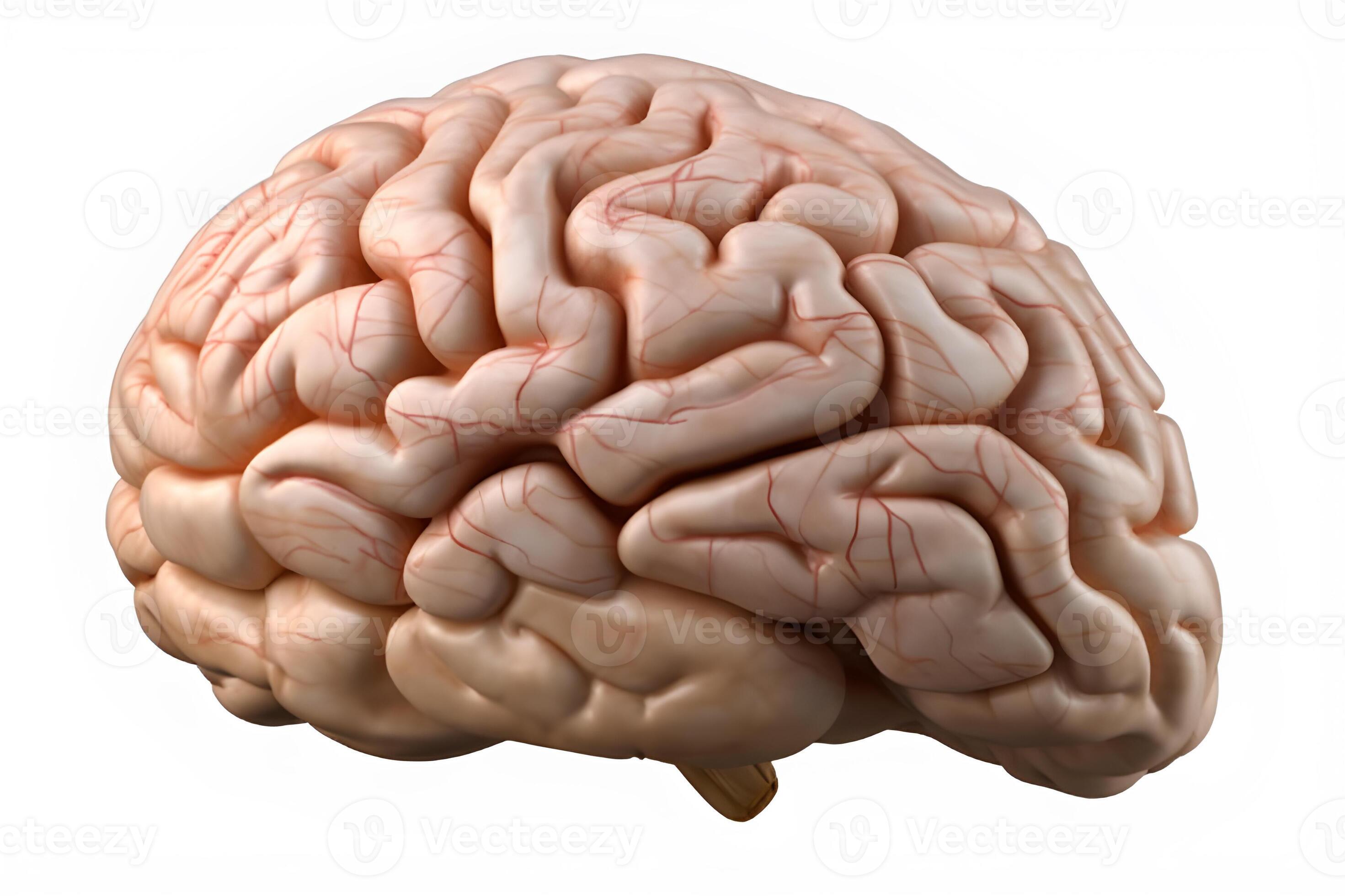 AI generated Brain Isolated on White Background. created with ...