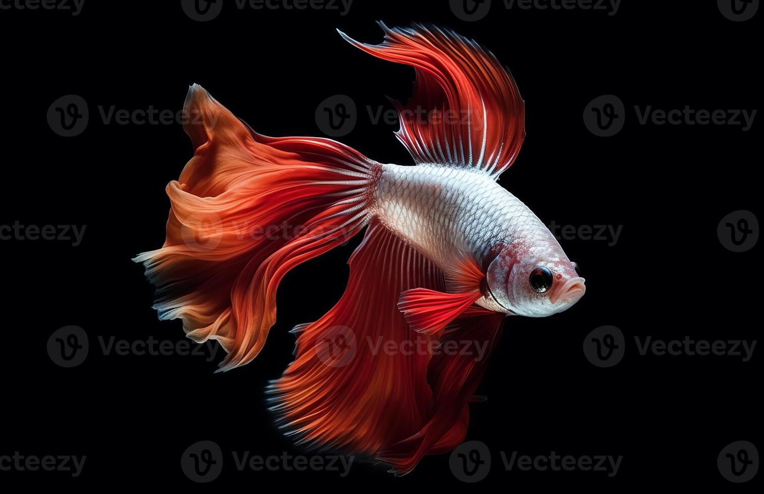 AI generated Close up art movement of Betta fish,Siamese fighting fish ...