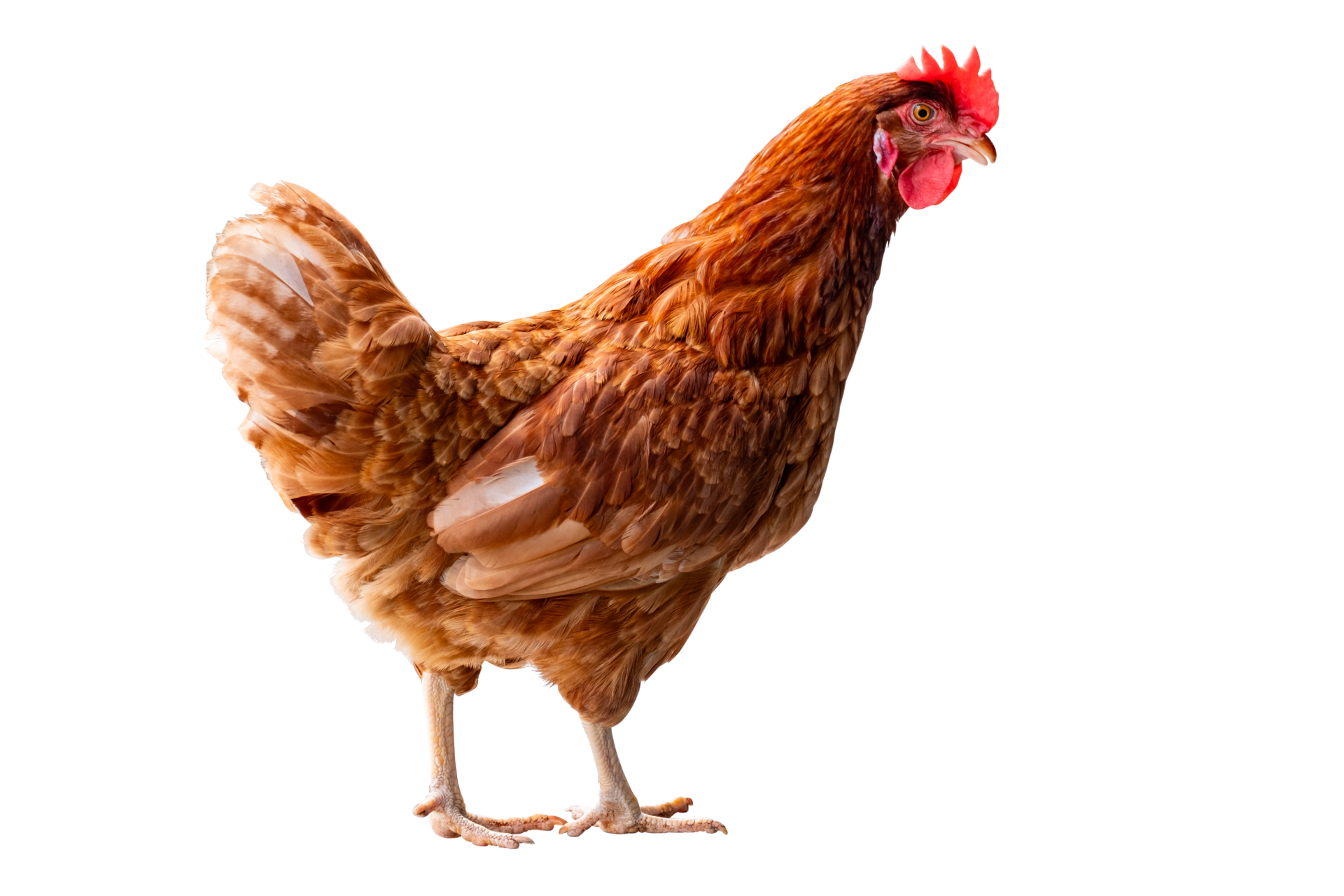 Chicken, Full body of brown chicken hen standing isolated transparent ... Chicken, Full body of brown chicken hen standing isolated transparent ...