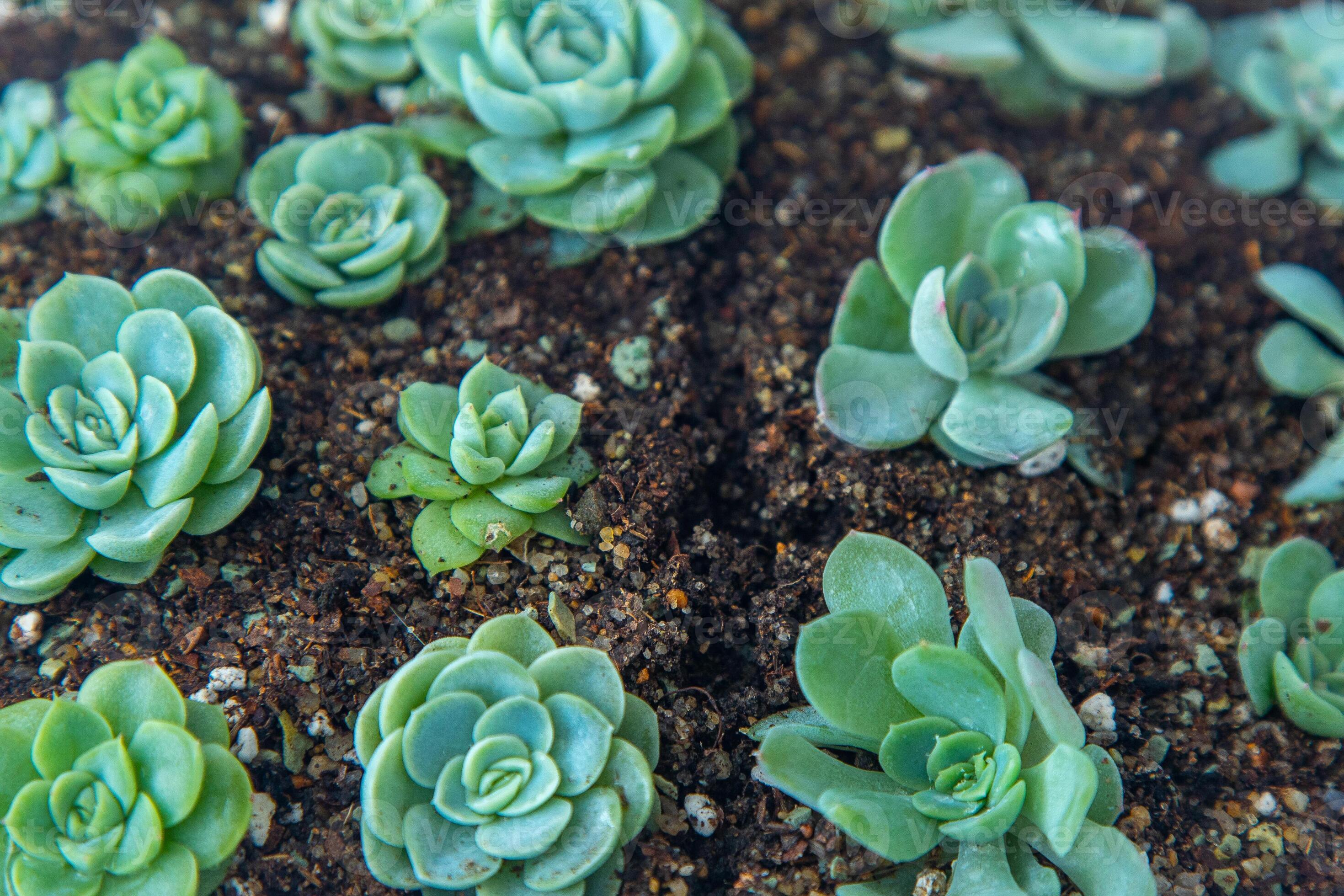 Grow Echeveria in a mini succulent garden. Green flower seedling. Succulent plant. Hobby ...