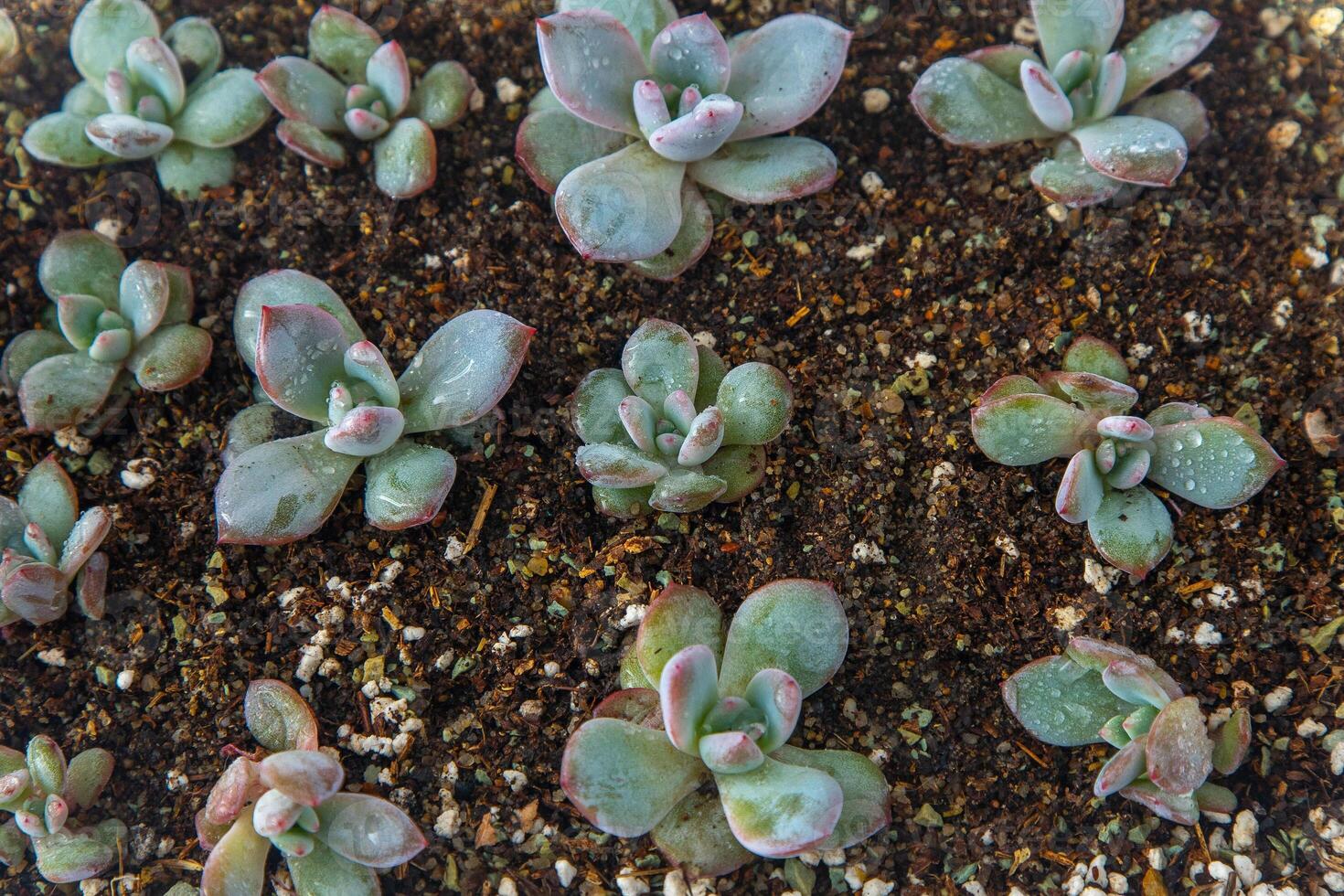Grow Echeveria in a mini succulent garden. Green flower seedling. Succulent plant. Hobby ...