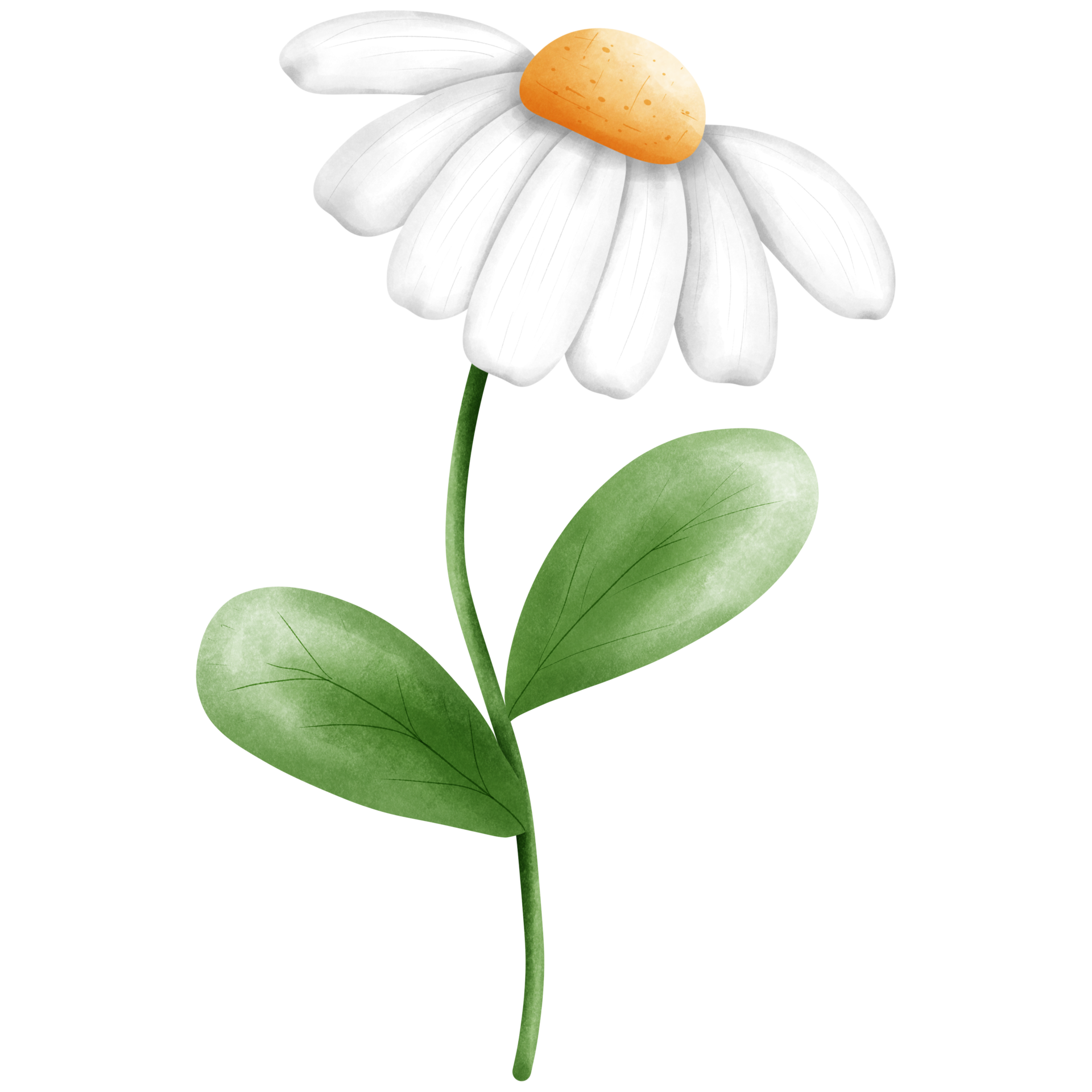 Hand Drawn Watercolor White Daisy Flower And Green Leaves Illustration Hand Drawn Spring Floral