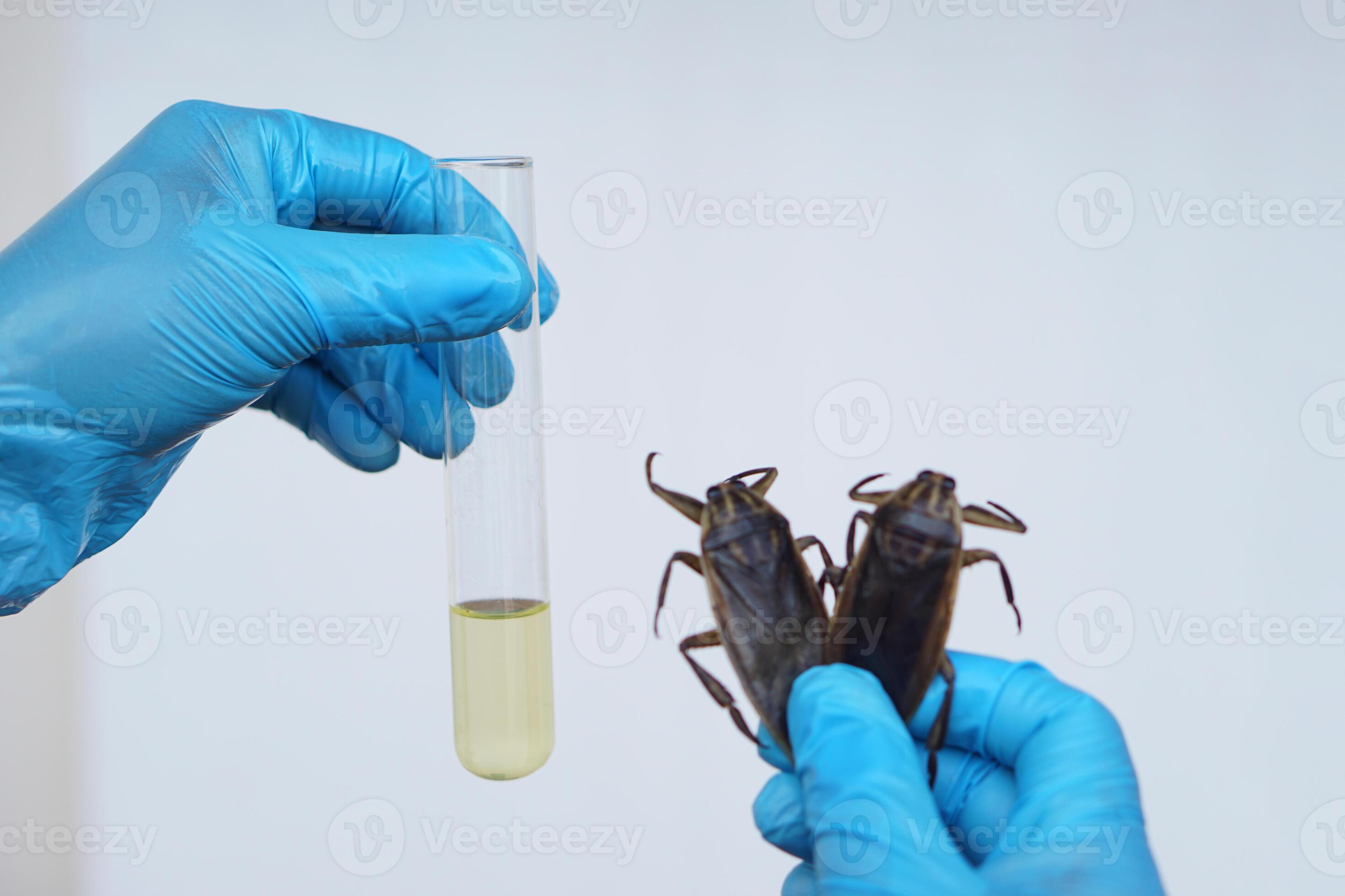 Close up scientist holds giant water bug or pimp to do science experiment about smell extract to ...