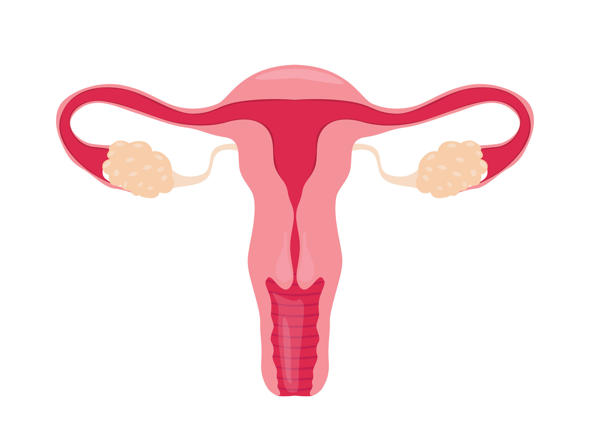 Human Anatomy Female Reproductive System Female Reproductive Organs