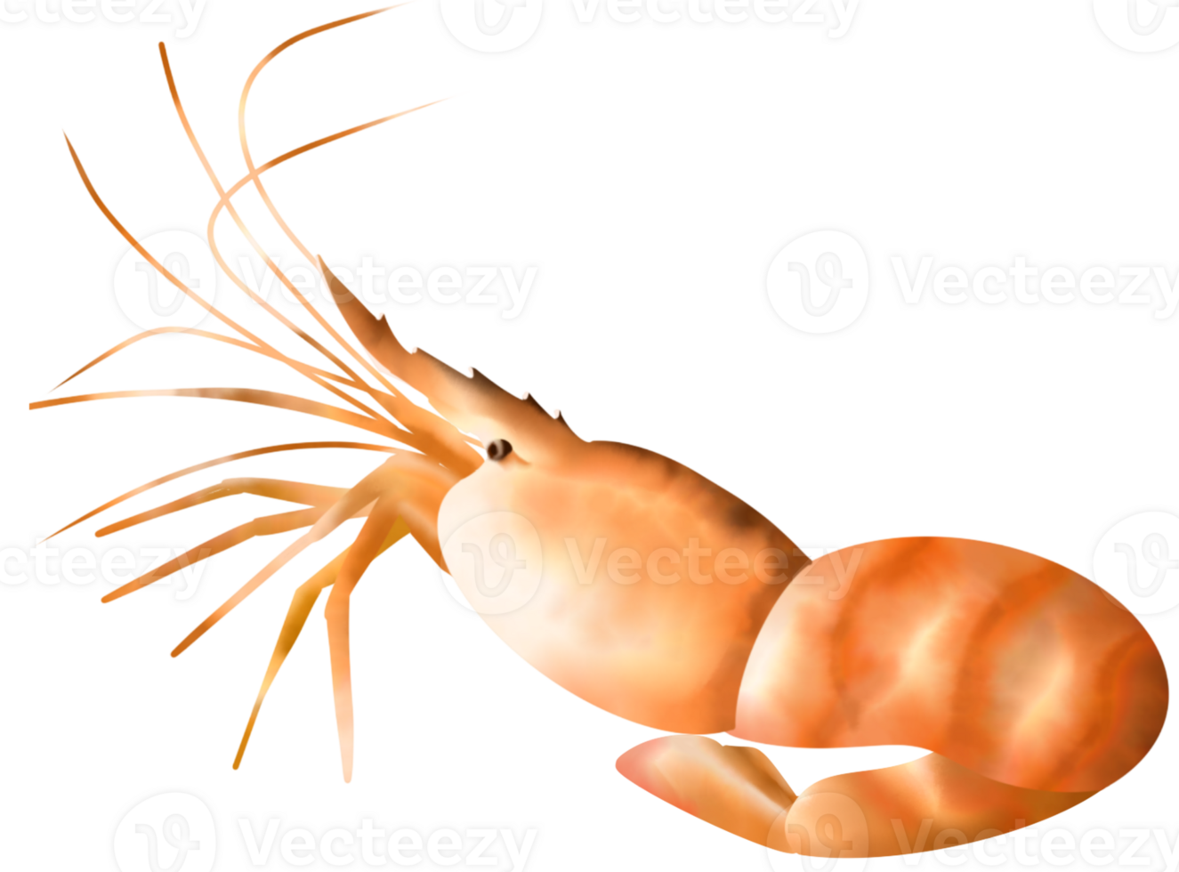 Grilled Shrimp From The Sea 40549351 Png