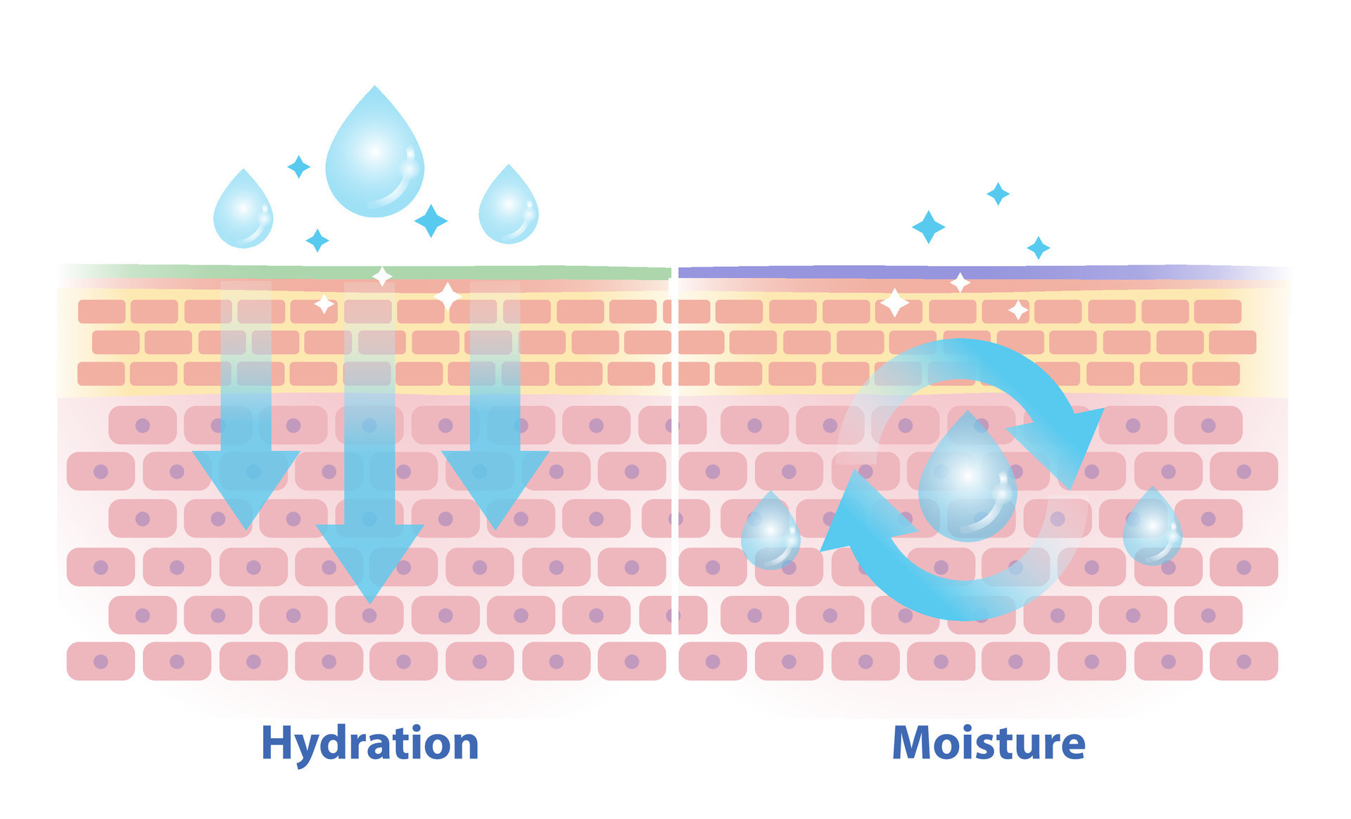 The Differences Between Hydration And Moisture Vector Illustration