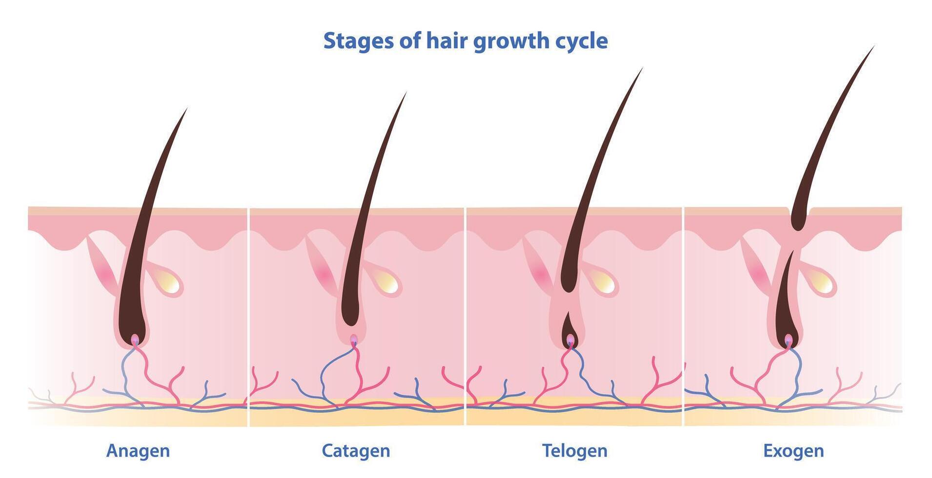 Stages Of Hair Growth Cycle Vector Isolated On White Background Hair