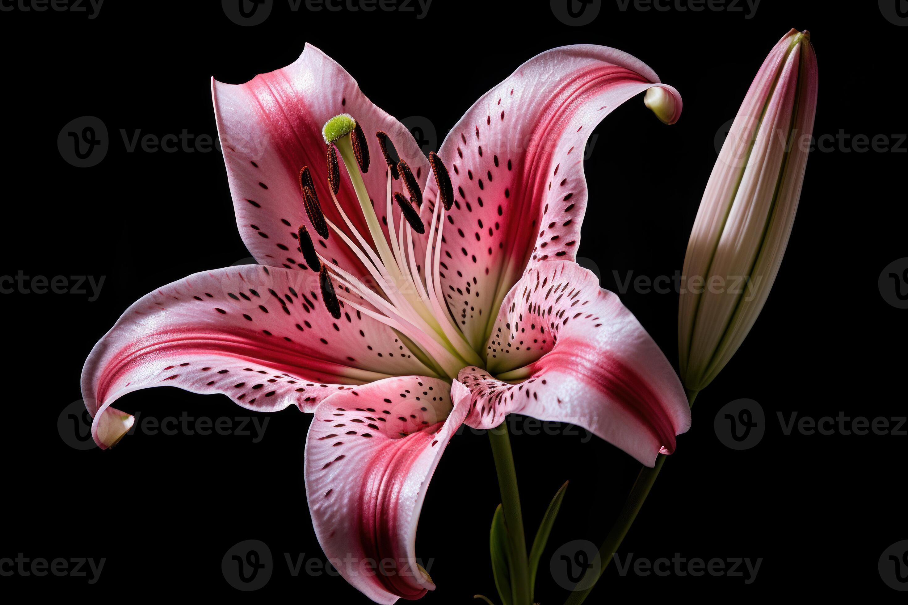 AI generated Captivating Pink lilly. Generate Ai 40562629 Stock Photo ...
