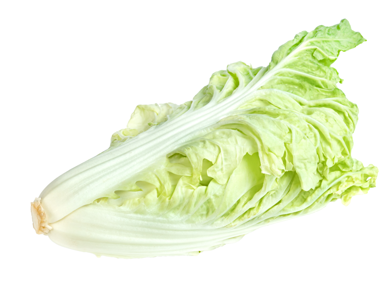 Fresh Chinese Cabbage Isolated 40747149 Png