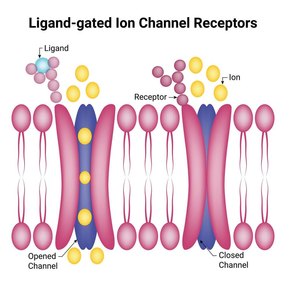 Voltage Gated Ion Channel