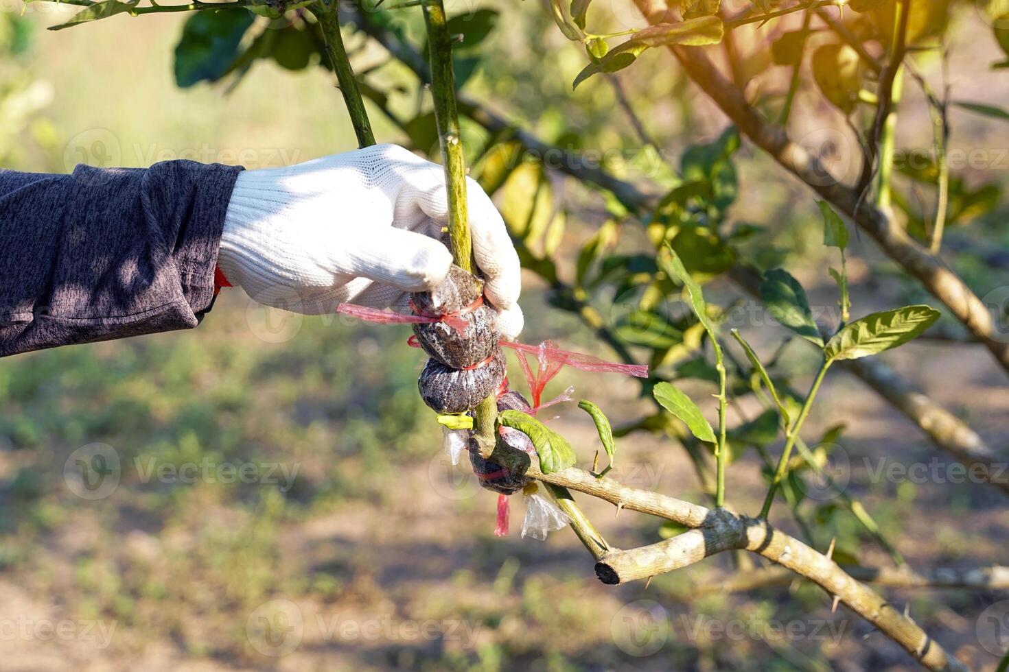 Plant Grafting Stock Photos, Images and Backgrounds for Free Download Plant Grafting Stock Photos, Images and Backgrounds for Free Download