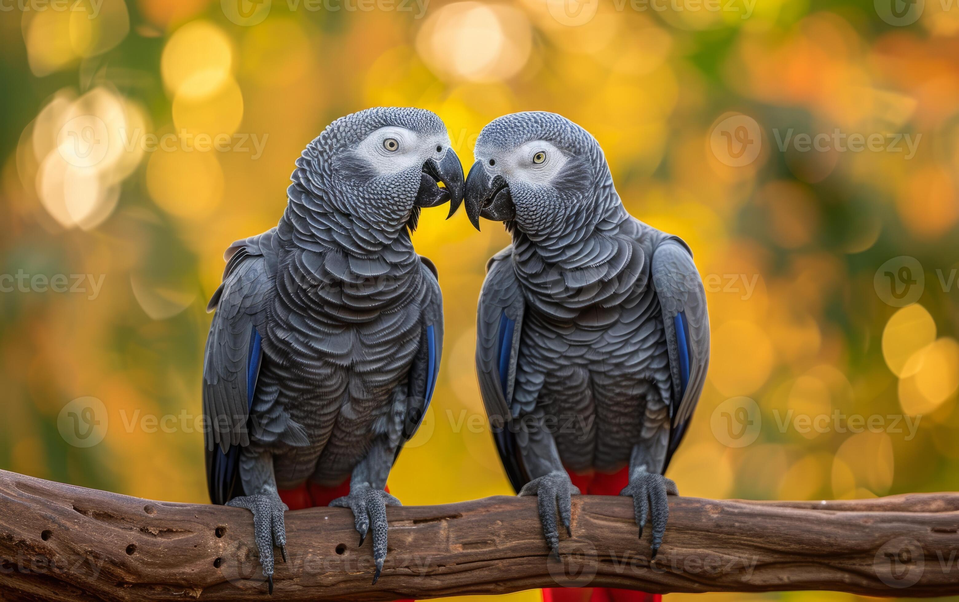 Ai Generated Pair Of African Grey Parrots Perching Naturally On A Tree Branch 40992345 Stock